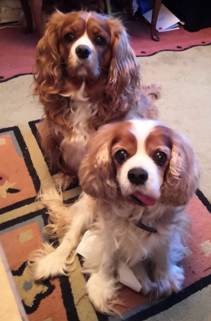 About – Sarah Wray Writer